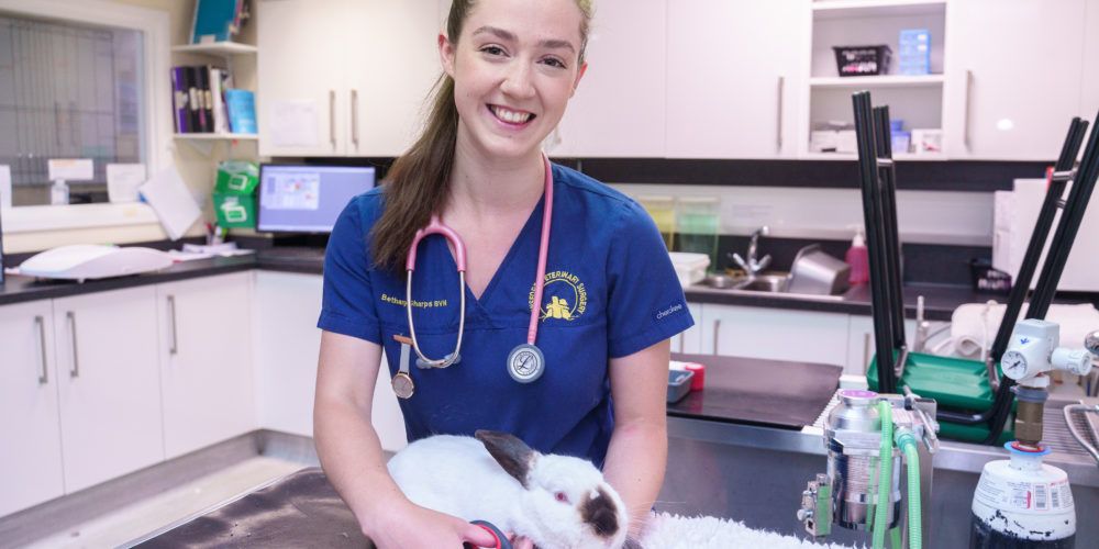 Work Experience for Students & Nurses | Willows Vet Group