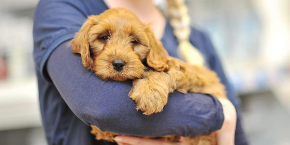 Willows Vet Group | Proudly Serving the North West & Midlands